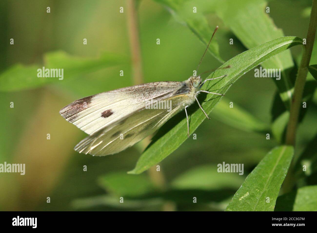 Moths rest with wings up hi-res stock photography and images - Alamy