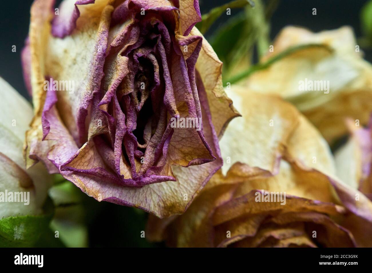 Pink rose past its prime hi-res stock photography and images - Alamy