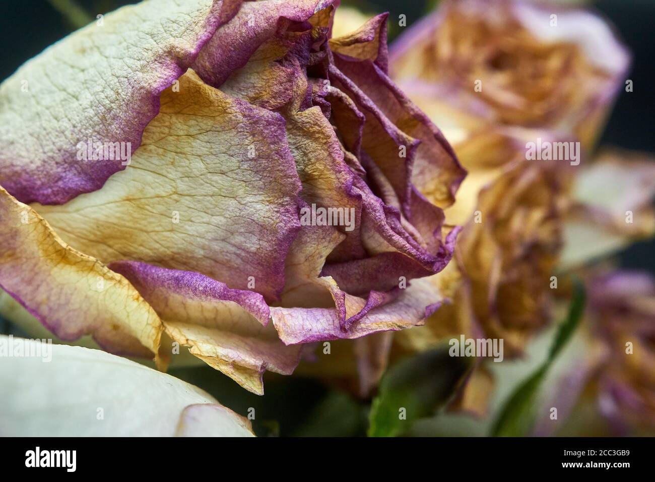 Pink rose past its prime hi-res stock photography and images - Alamy