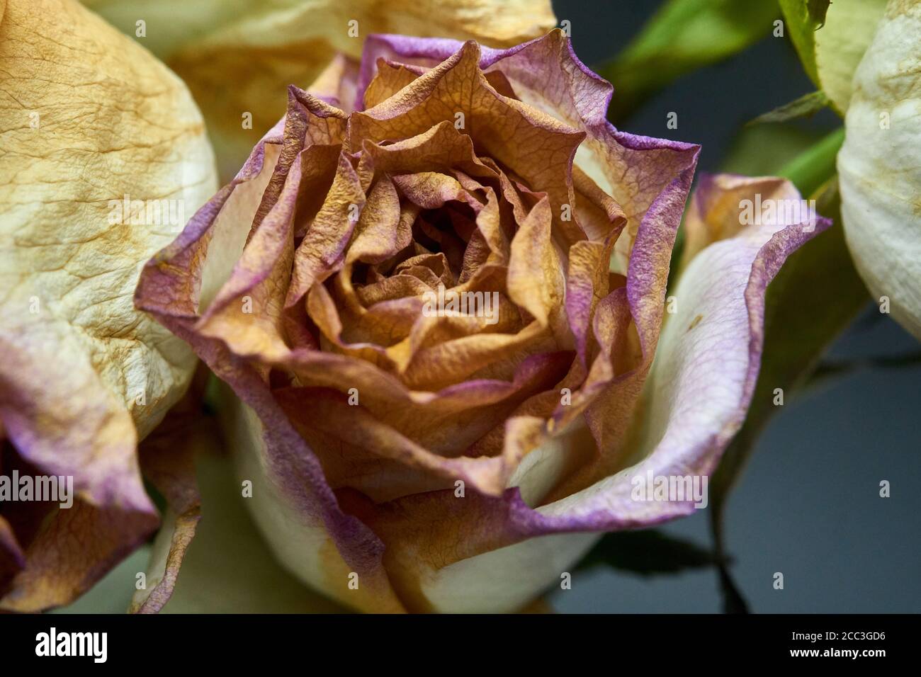Drooping Roses High Resolution Stock Photography and Images - Alamy