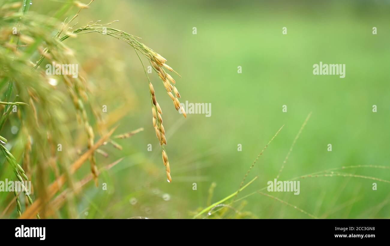 Yellowing rice plant hi-res stock photography and images - Alamy