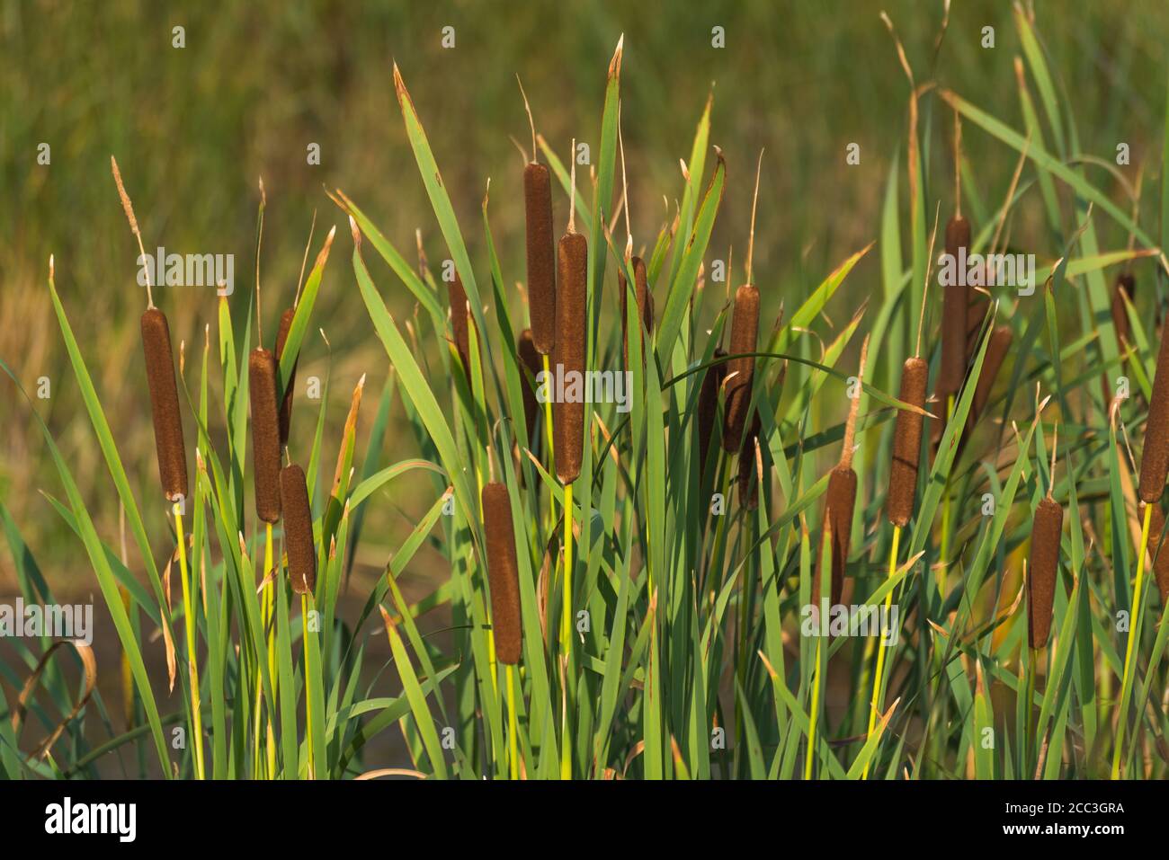 Rush weed hi-res stock photography and images - Alamy