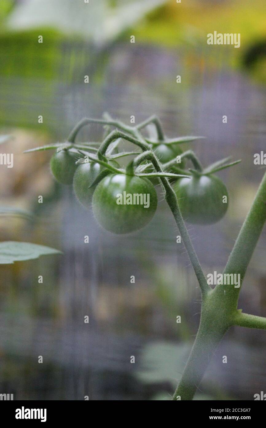 Baby Tomato Plant High Resolution Stock Photography and Images - Alamy