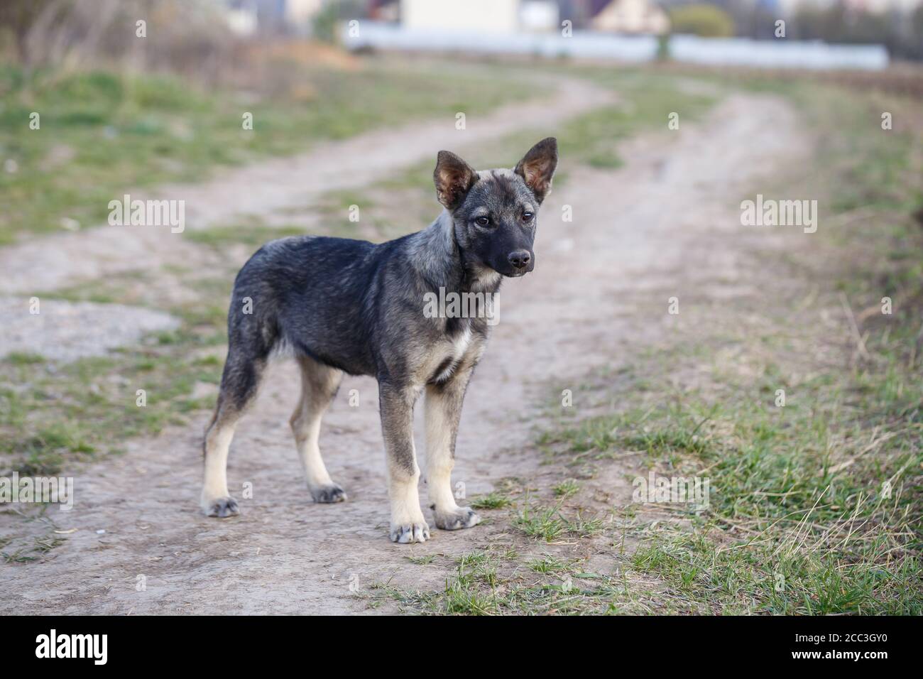 stray small dogs on the street, protecting animals and nature Stock ...