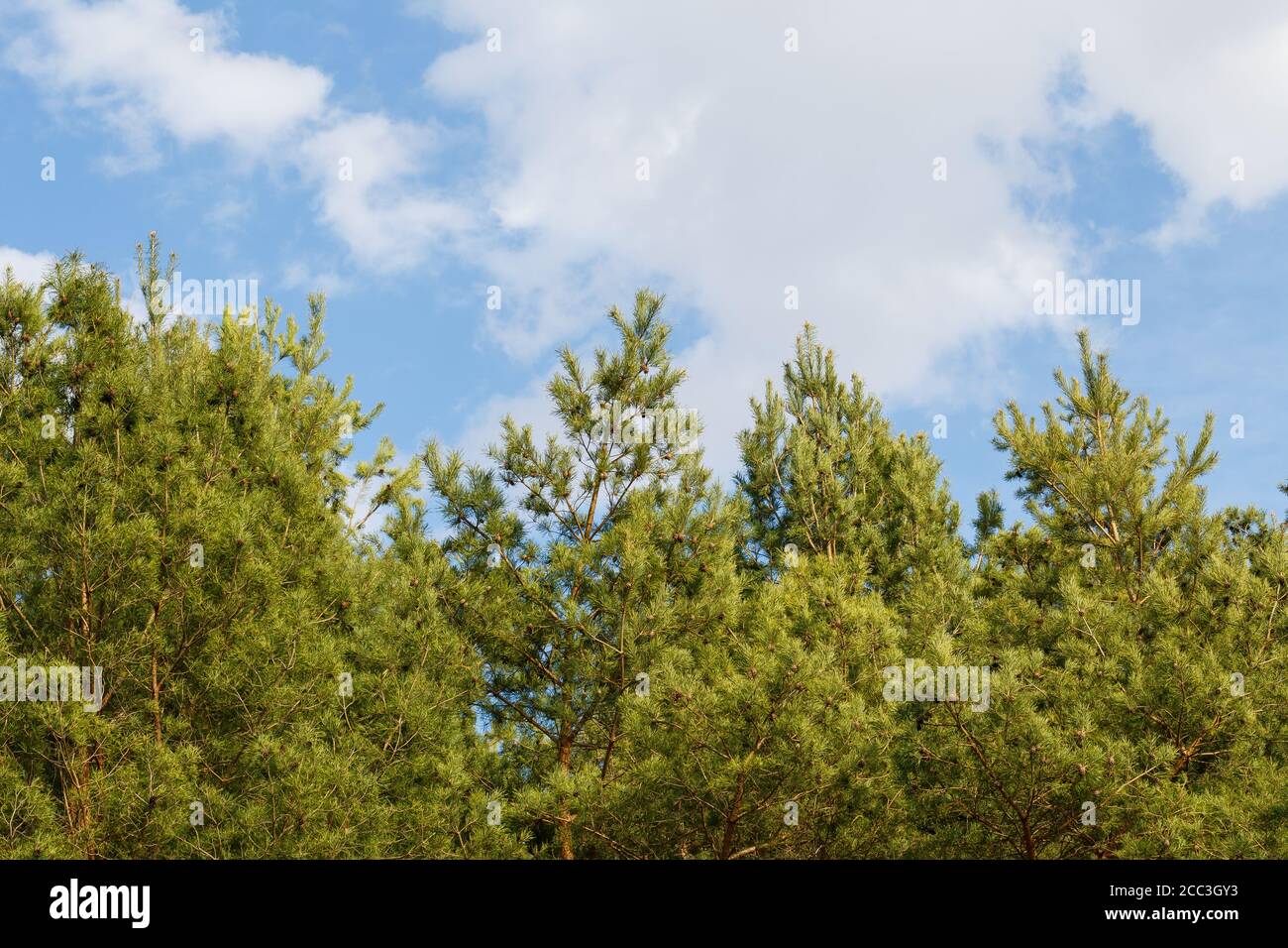 trees against a blue sky with clouds on a sunny day Stock Photo - Alamy