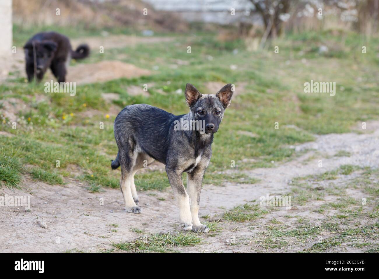 stray small dogs on the street, protecting animals and nature Stock ...
