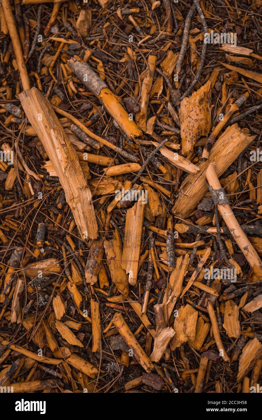 pine timber forest ground logs Stock Photo - Alamy