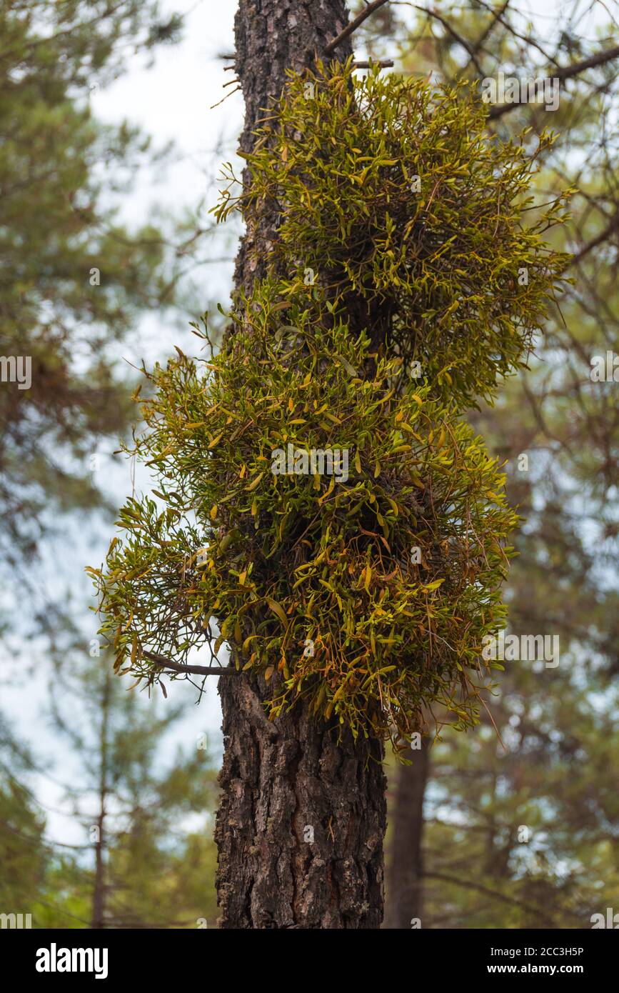 mistletoe plant in wild environment Stock Photo - Alamy