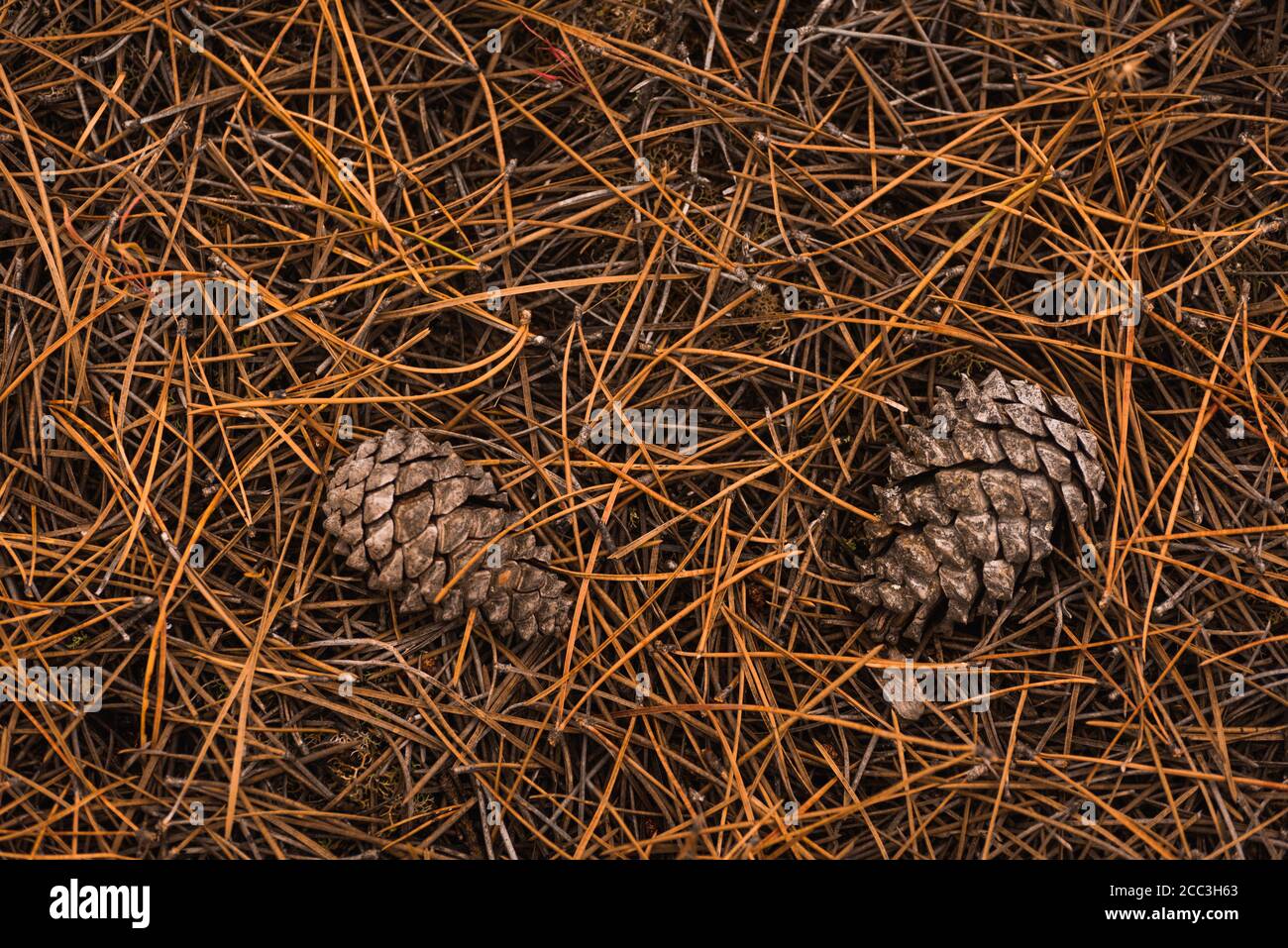 pine timber forest ground logs Stock Photo - Alamy