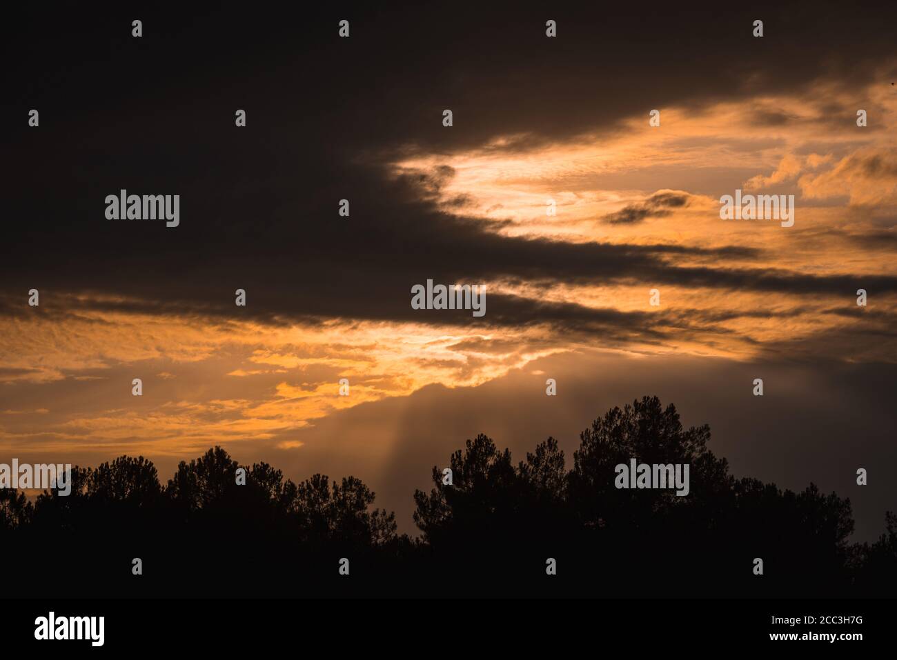 pine timber forest ground logs Stock Photo - Alamy