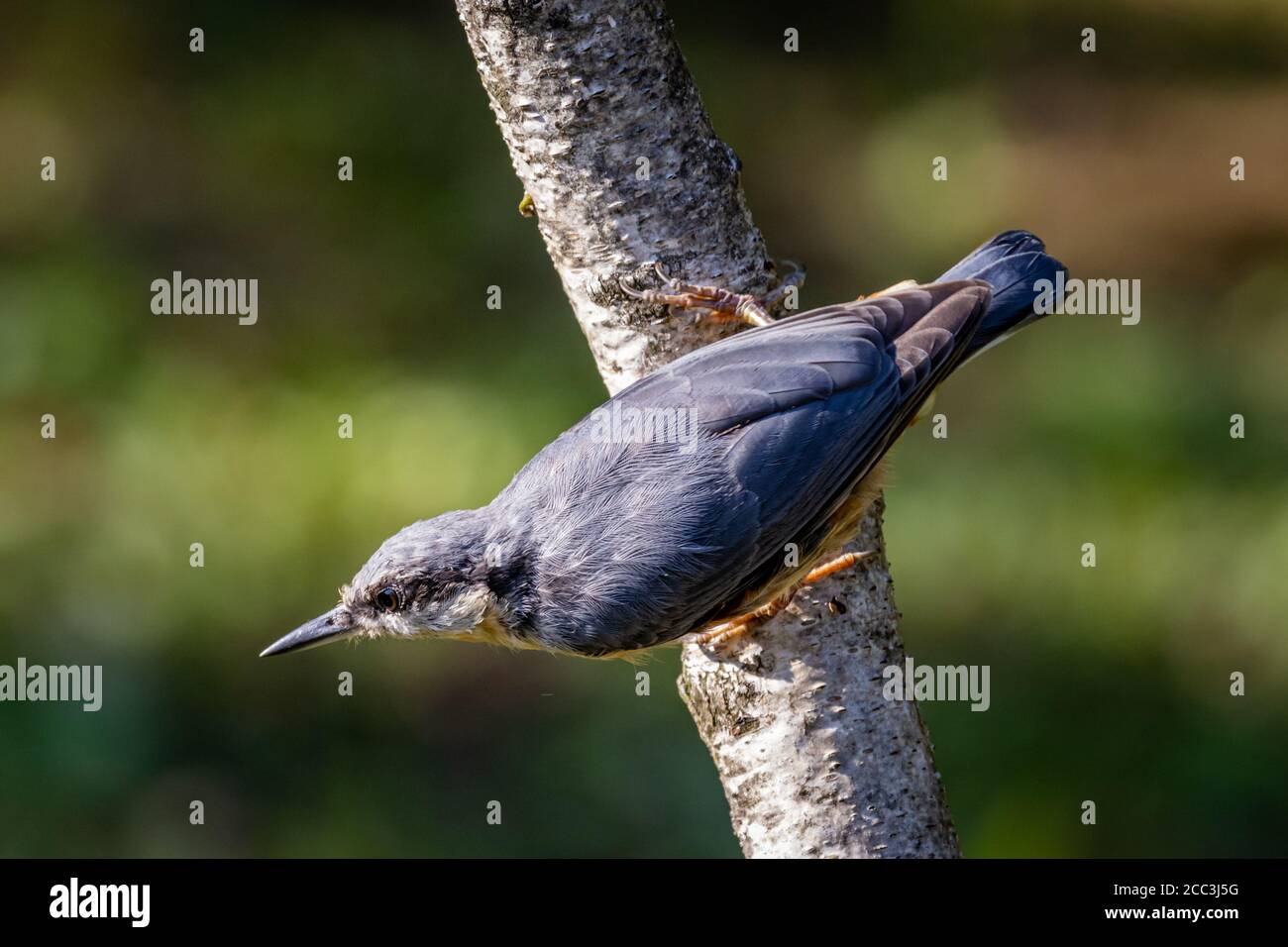 Eurasian nuthatch or Wood nuthatch (Sitta europaea) on a tree branch ...