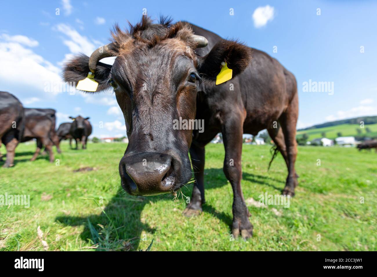 Wagyu beef ranch hi-res stock photography and images - Alamy