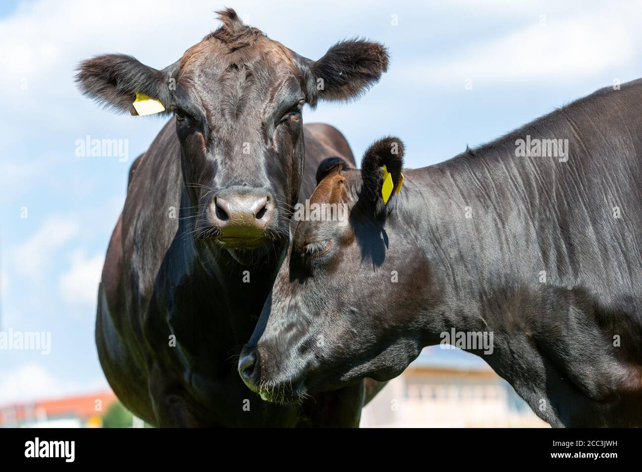 Wagyu cattle hi-res stock photography and images - Alamy