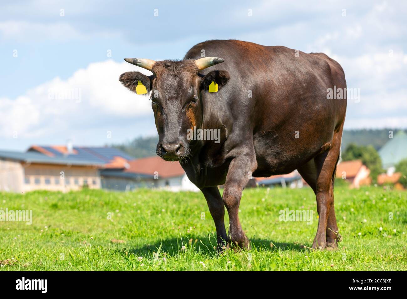 Wagyu beef ranch hi-res stock photography and images - Alamy