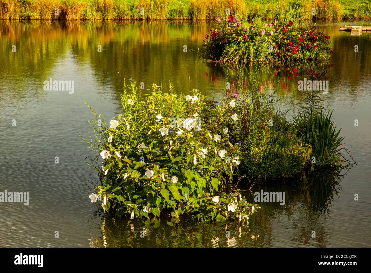Magnolia middle hi-res stock photography and images - Alamy