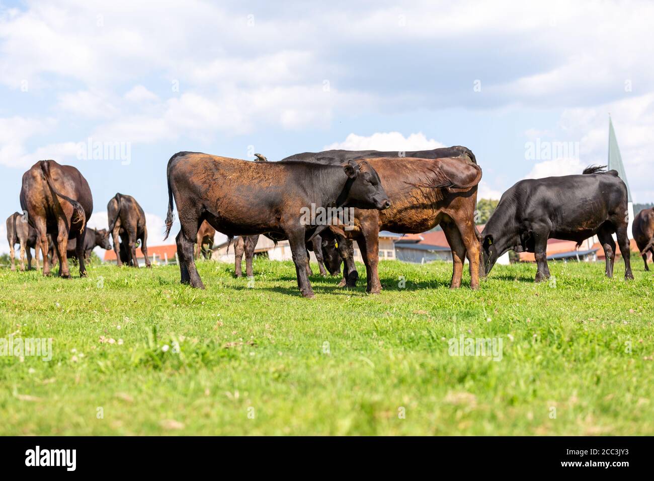 Wagyu cow hi-res stock photography and images - Alamy