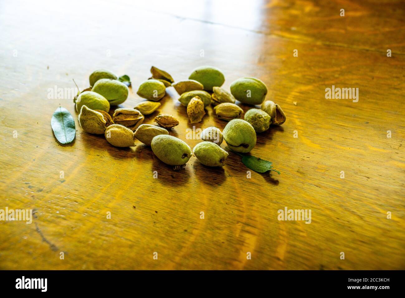Different almond varieties in various stages of ripeness from a farm in ...