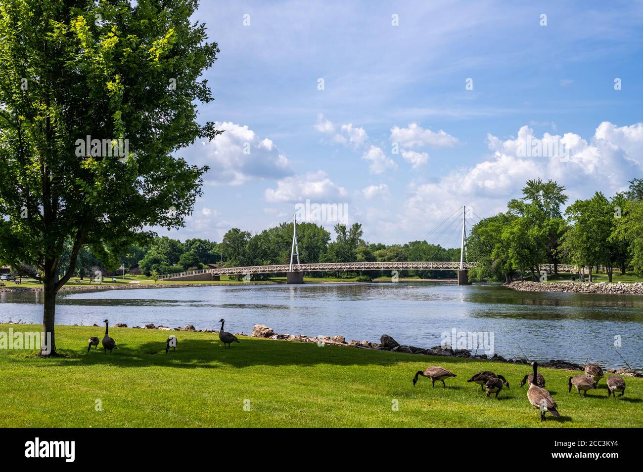 Geese city park hi-res stock photography and images - Alamy