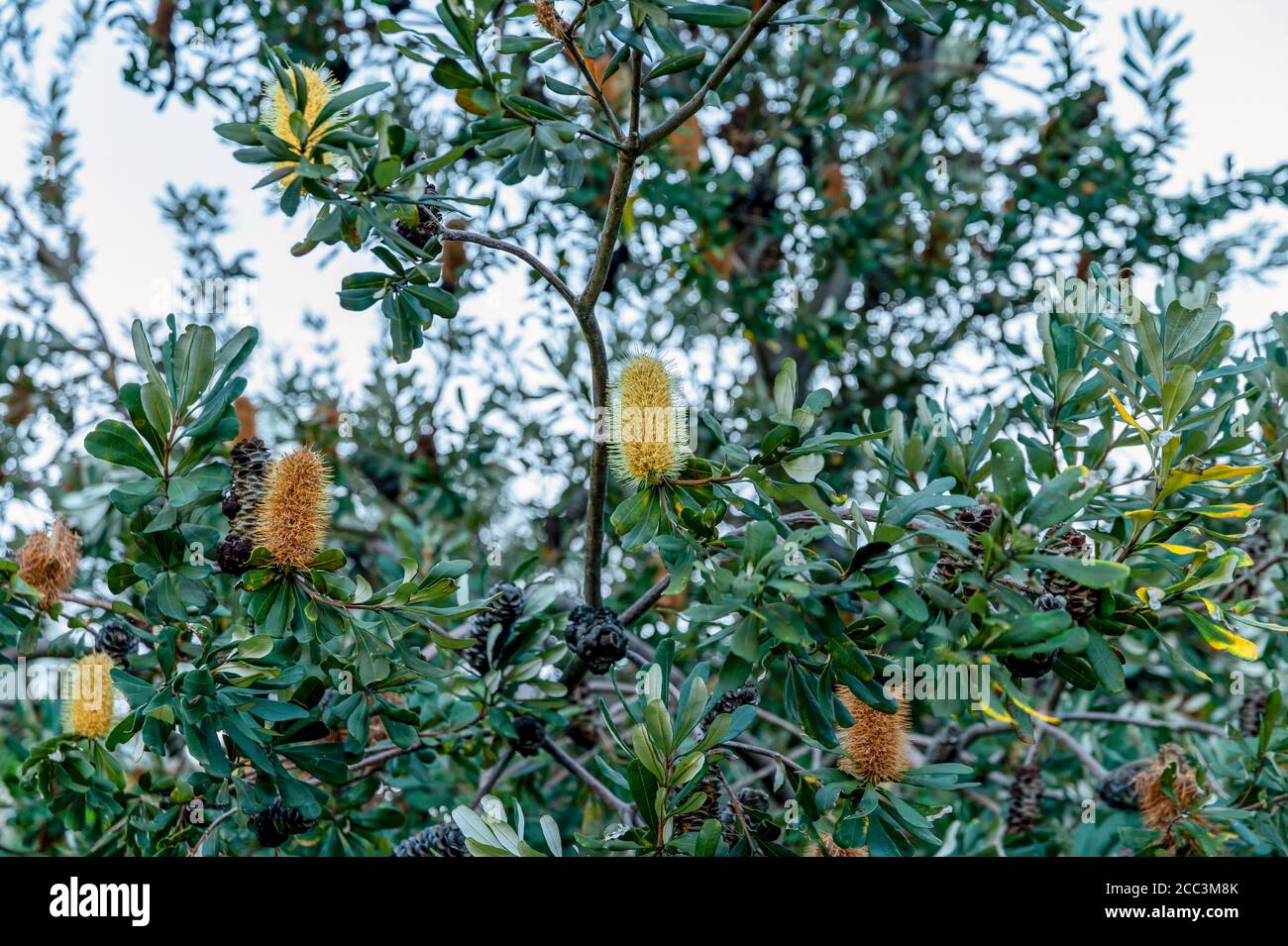 Australian Native Banksia Cones Flowers at Bill Mitchell Park Stock ...