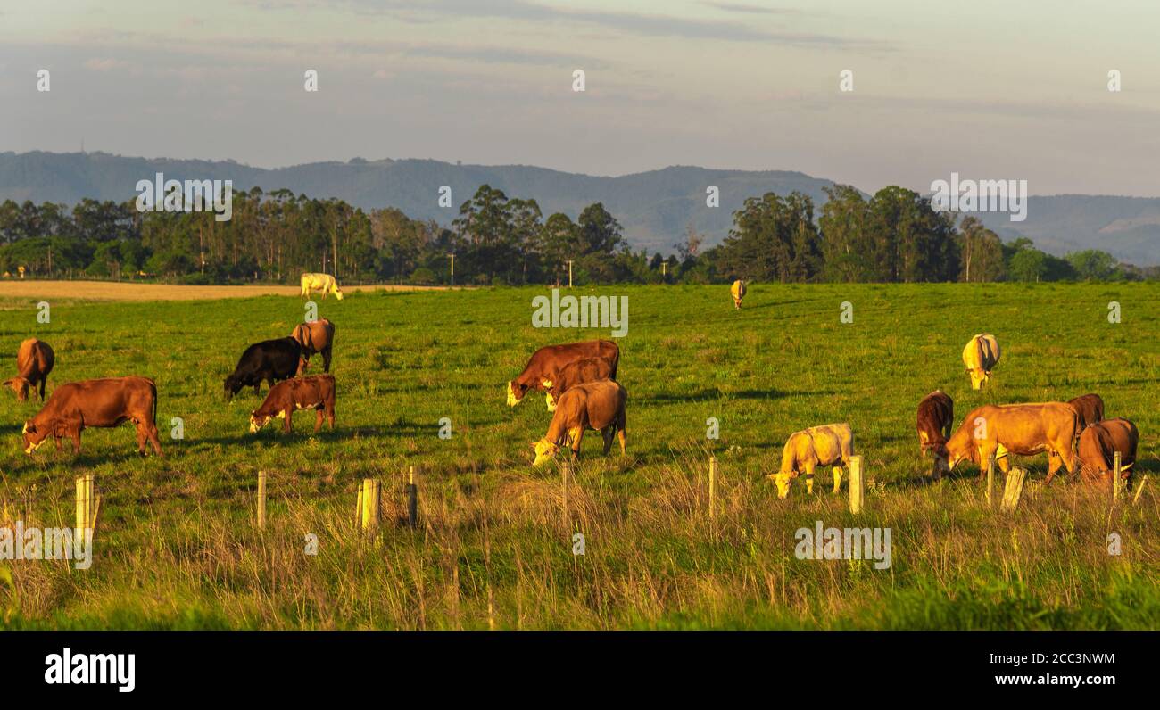 Rural landscape in southern Brazil. Area of farms where cattle breeding ...