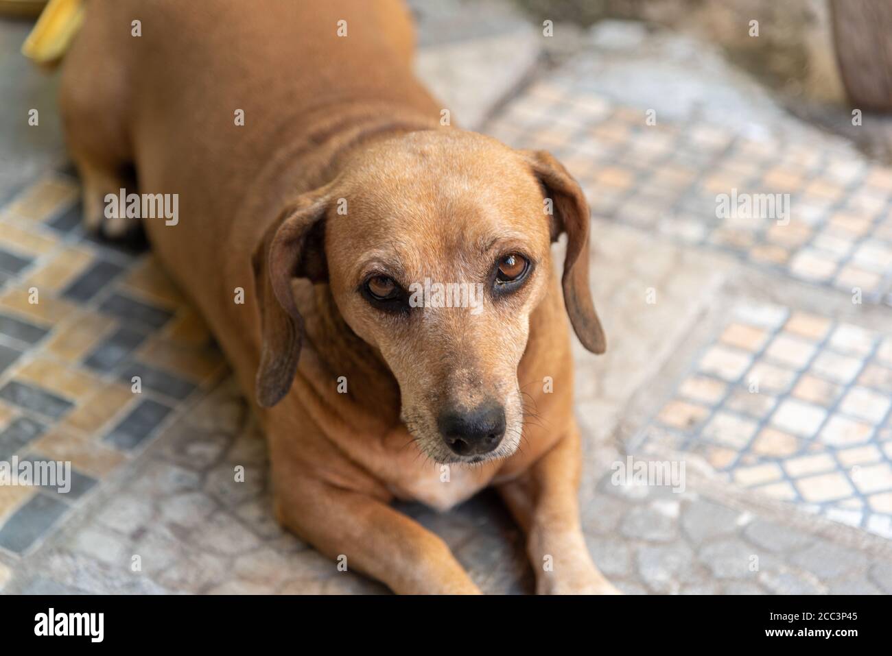 Dachshund or teckel [Note] (in German: Dackel), also nicknamed the ...