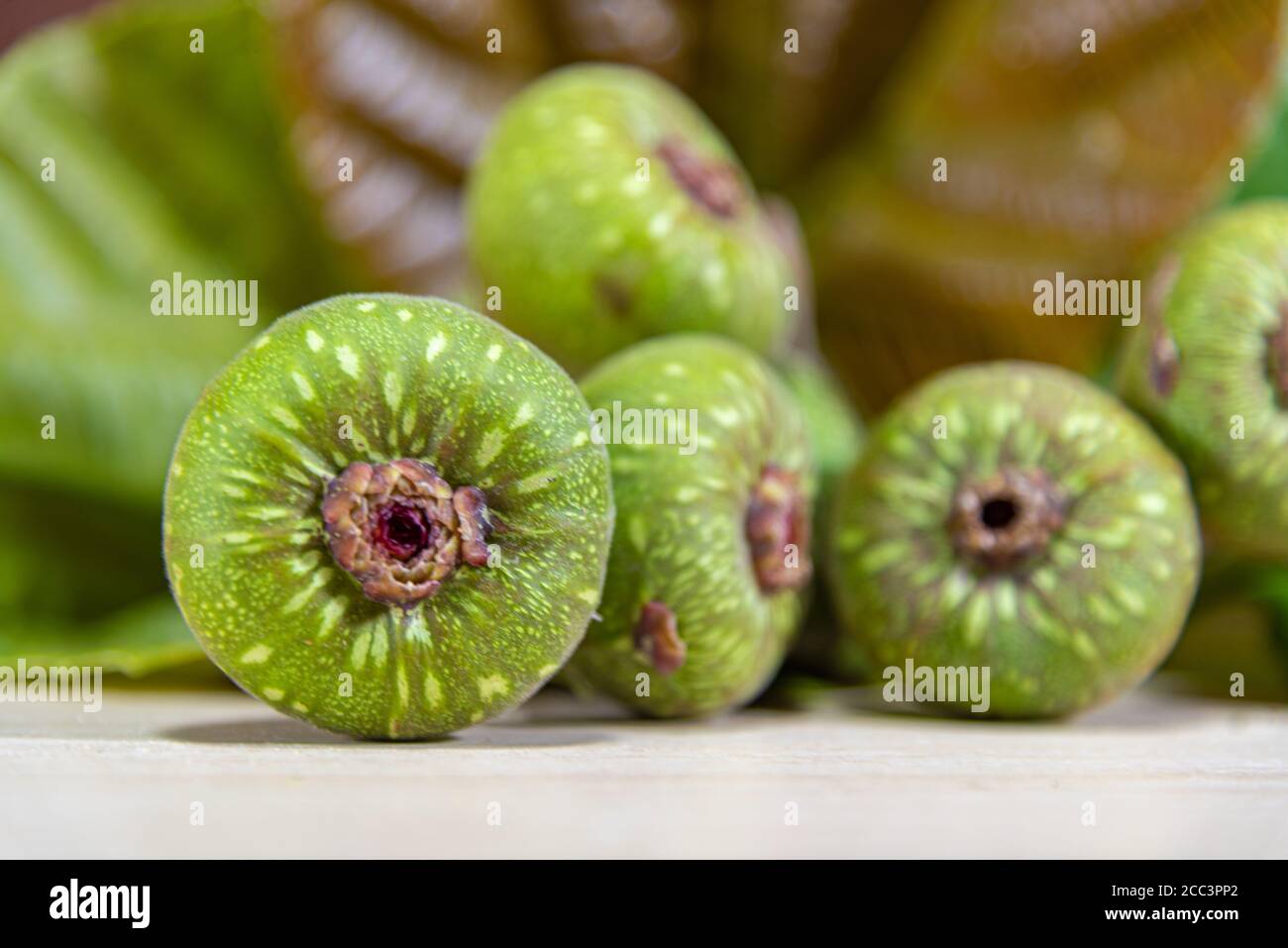 Garden Fig (Ficus auriculata). Red Fig TreeExotic plant from Malaysia ...
