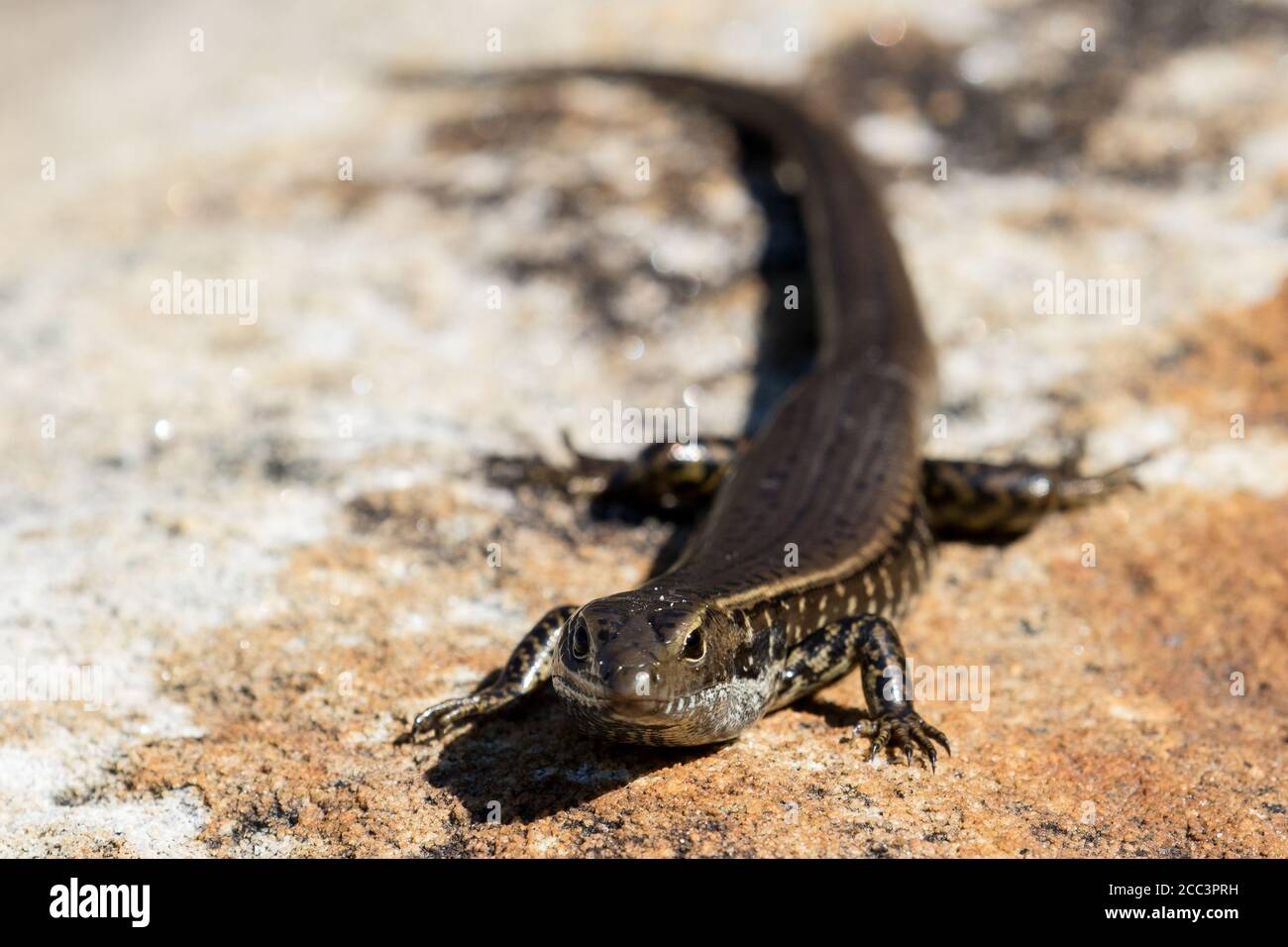 Water skink hi-res stock photography and images - Alamy