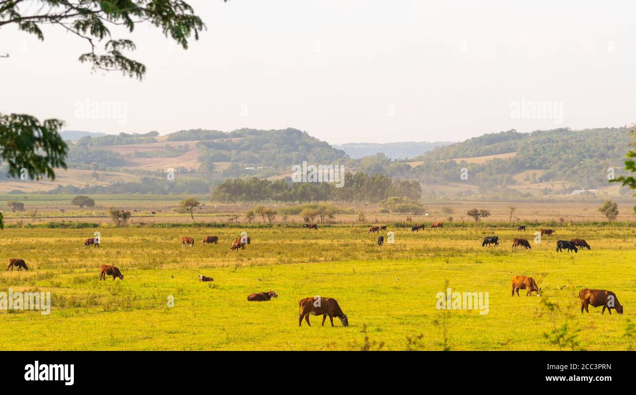 Extensive fattening hi-res stock photography and images - Alamy