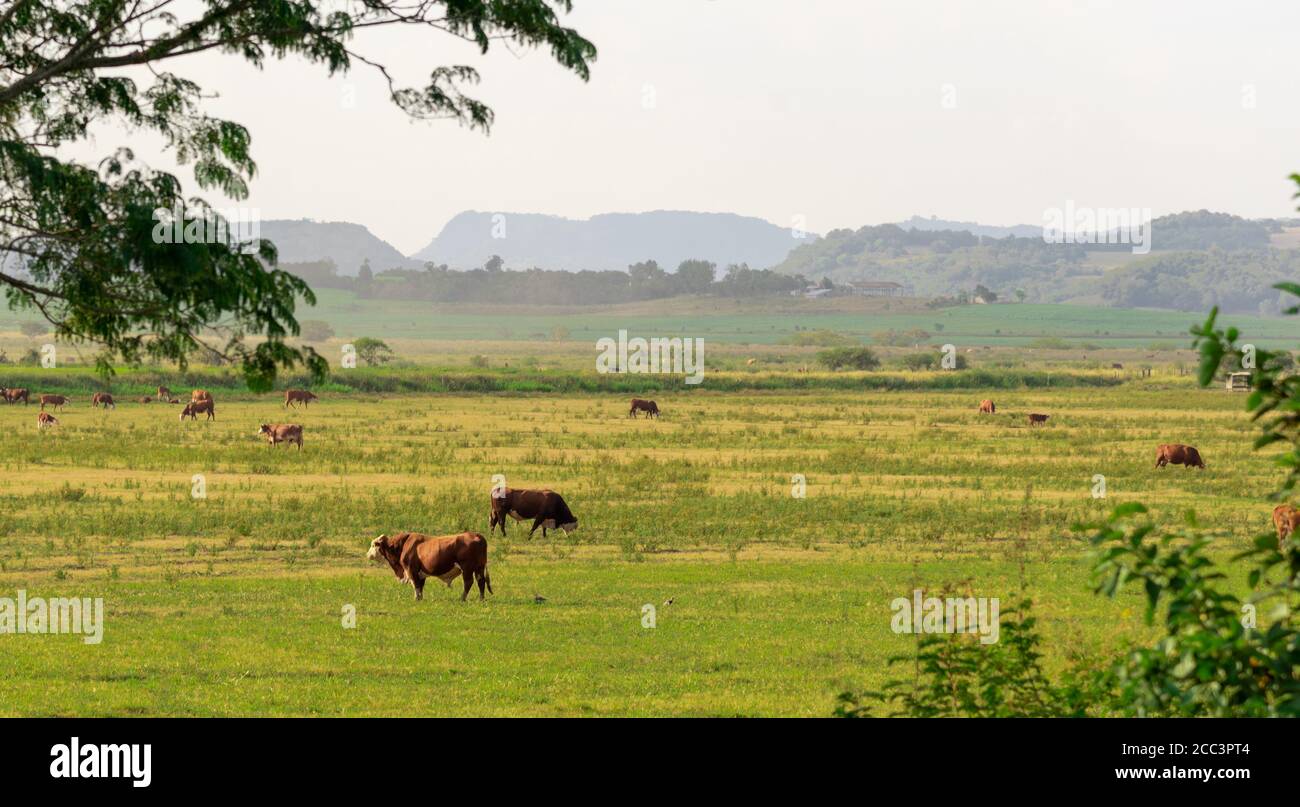 Fields of extensive cattle breeding in southern Brazil. Agricultural ...