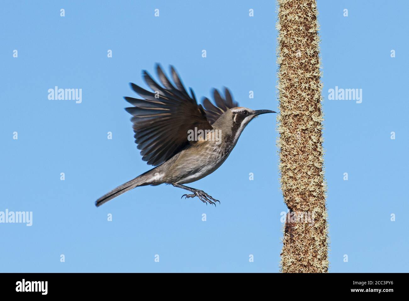 Tawny-crowned Honeyeater feeding on Grass Tree Spike Stock Photo - Alamy