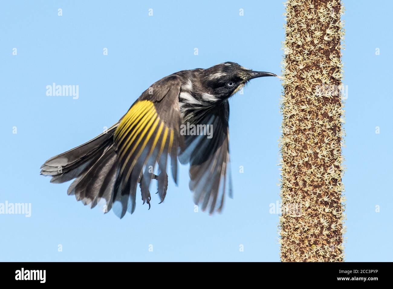 New Holland Honeyeater feeding on Grass Tree Spike Stock Photo - Alamy