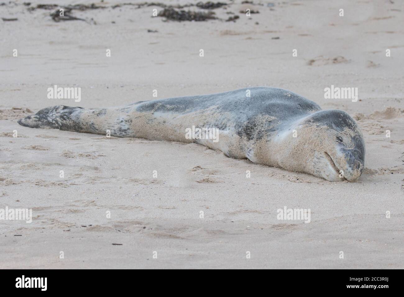 Sick Seal On Beach High Resolution Stock Photography and Images - Alamy