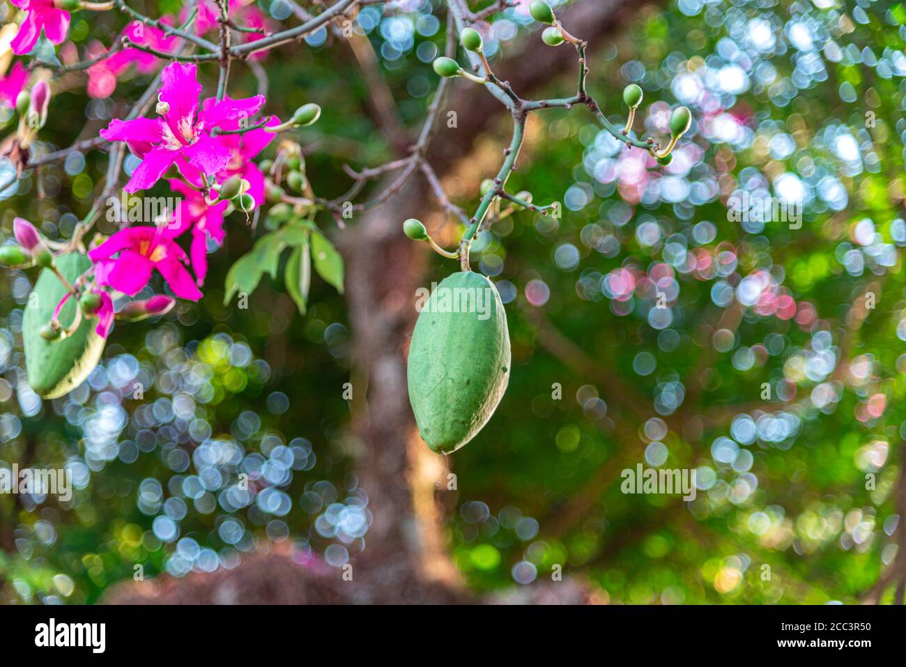 flowers and fruit of the Chorisia speciosa tree. The paineira-rosa is a ...