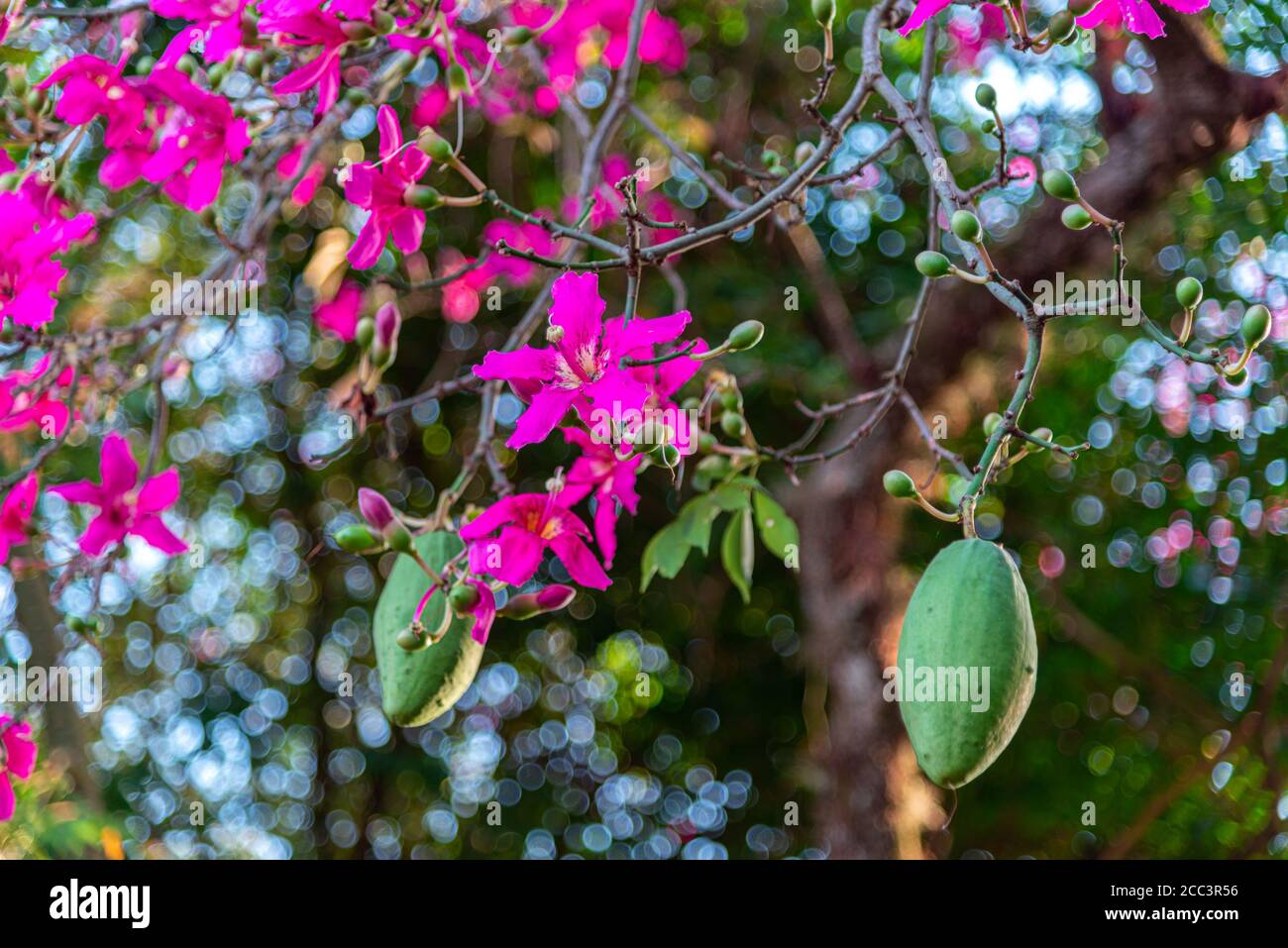 flowers and fruit of the Chorisia speciosa tree. The paineira-rosa is a ...