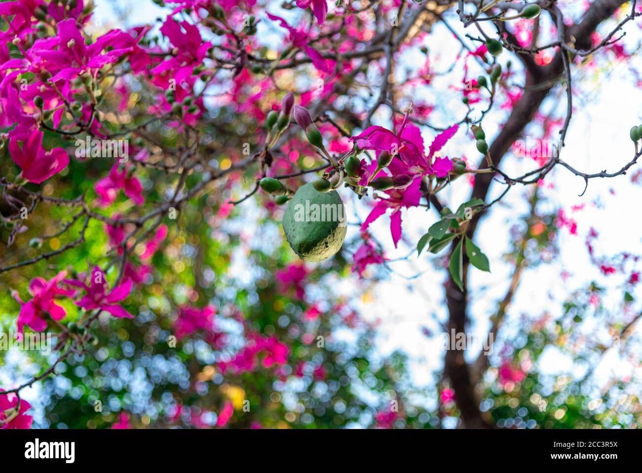 flowers and fruit of the Chorisia speciosa tree. The paineira-rosa is a ...
