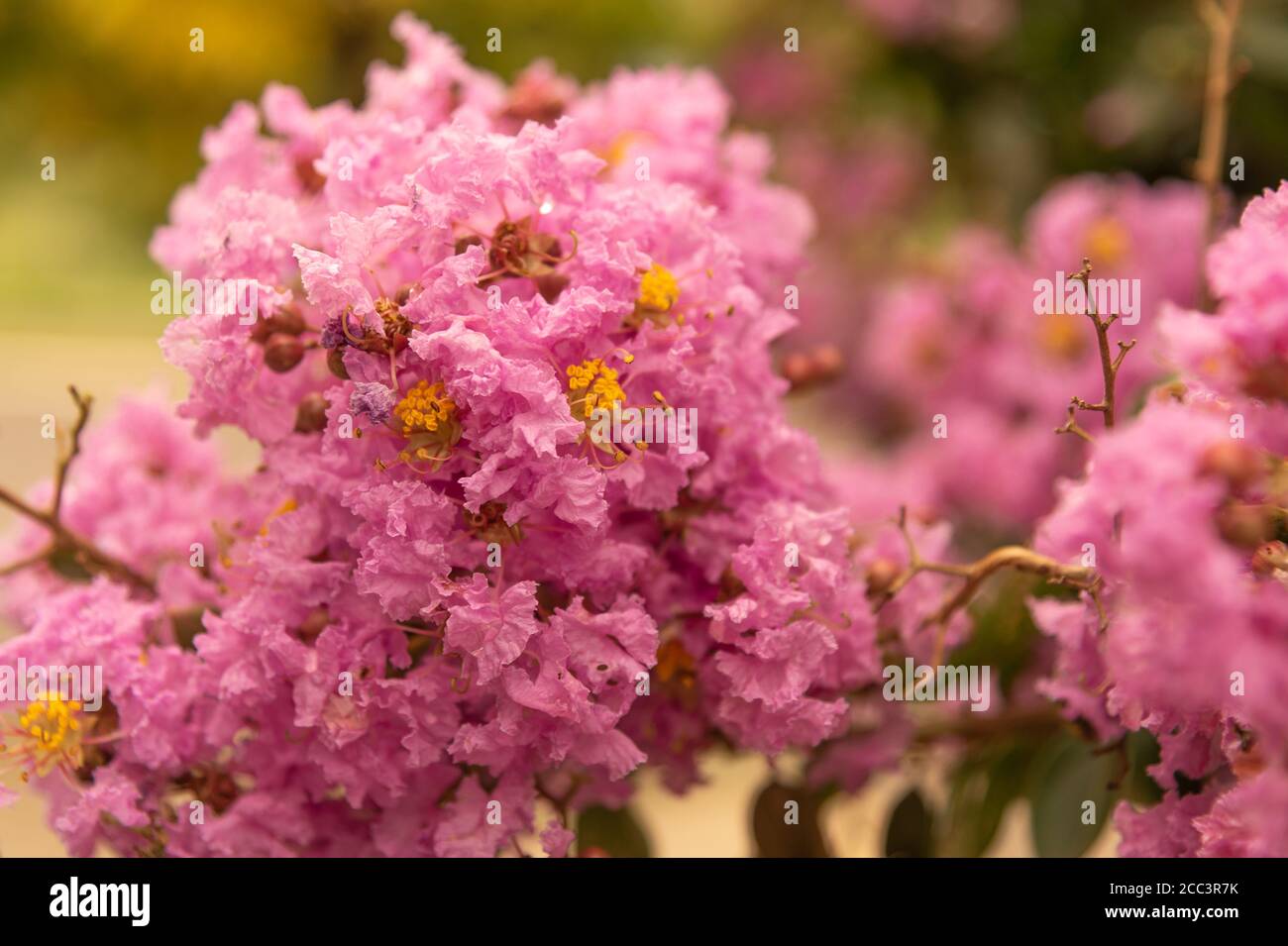 Lagerstroemia lagerstroemia speciosa lythraceae tree hi-res stock ...