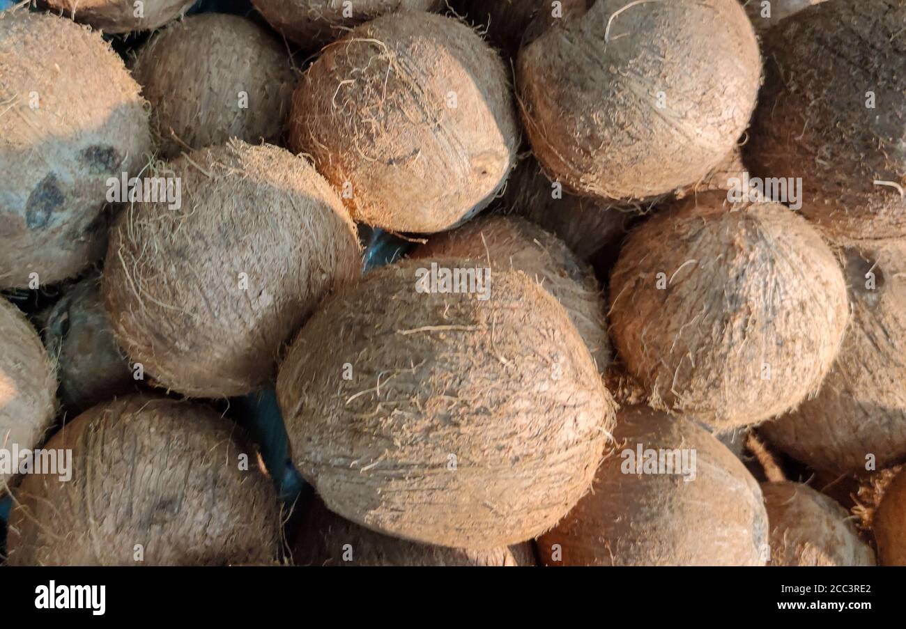 Fresh coconut fruits. The coconut tree (Cocos nucifera), is a member of ...