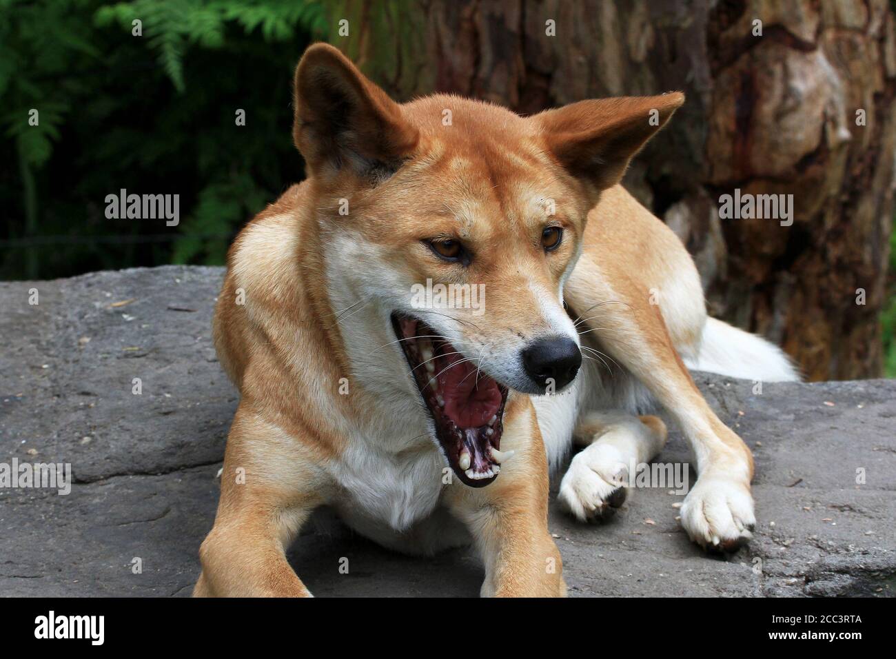 Angry Dingo