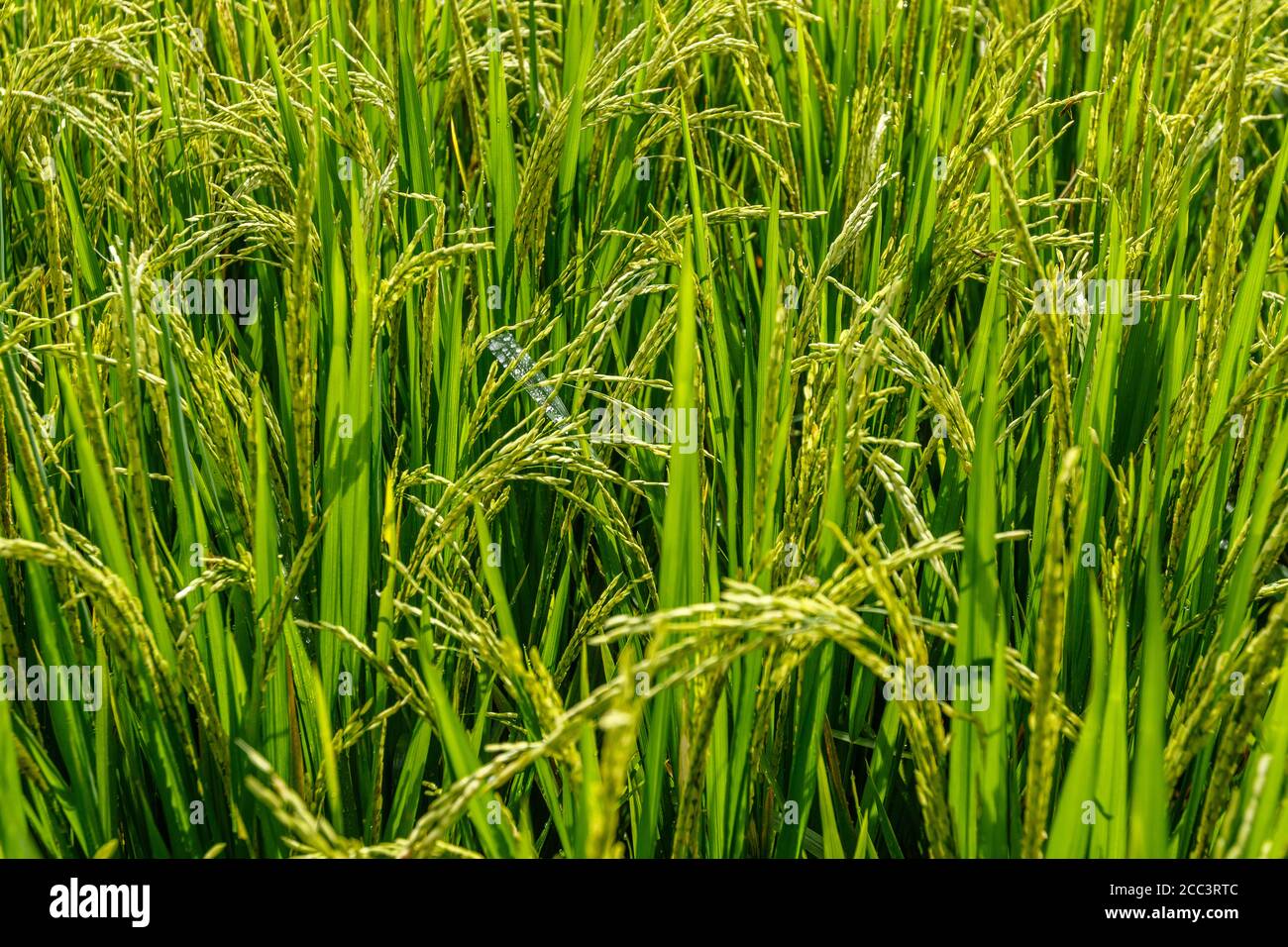 Rice field with ripe rice ready for harvesting. Bali Island, Indonesia ...