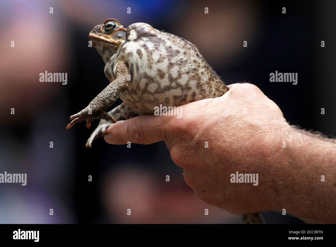 Cane Toad (Buffo marinus), an invasive species across Australia Stock ...