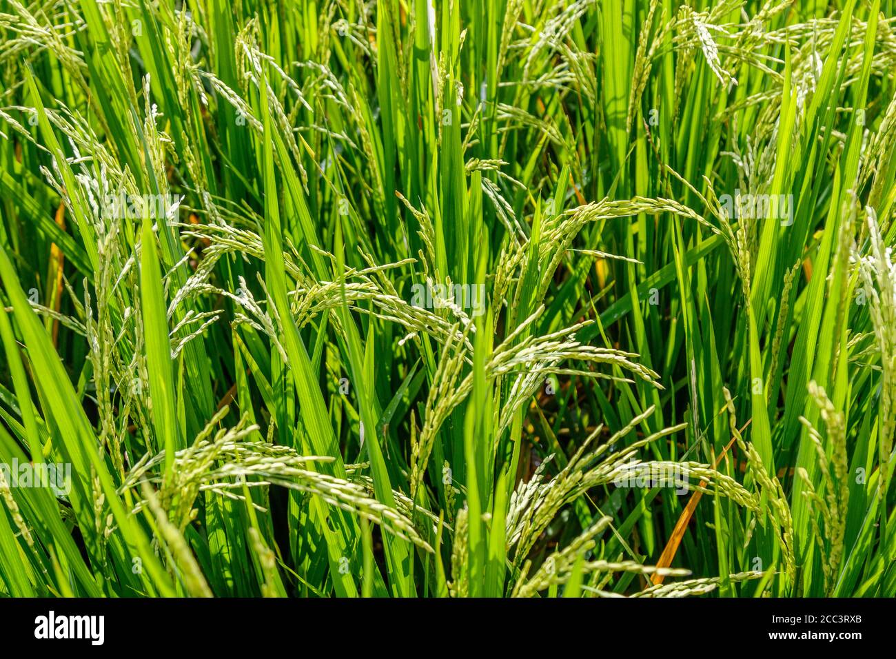 Rice field with ripe rice ready for harvesting. Bali Island, Indonesia ...