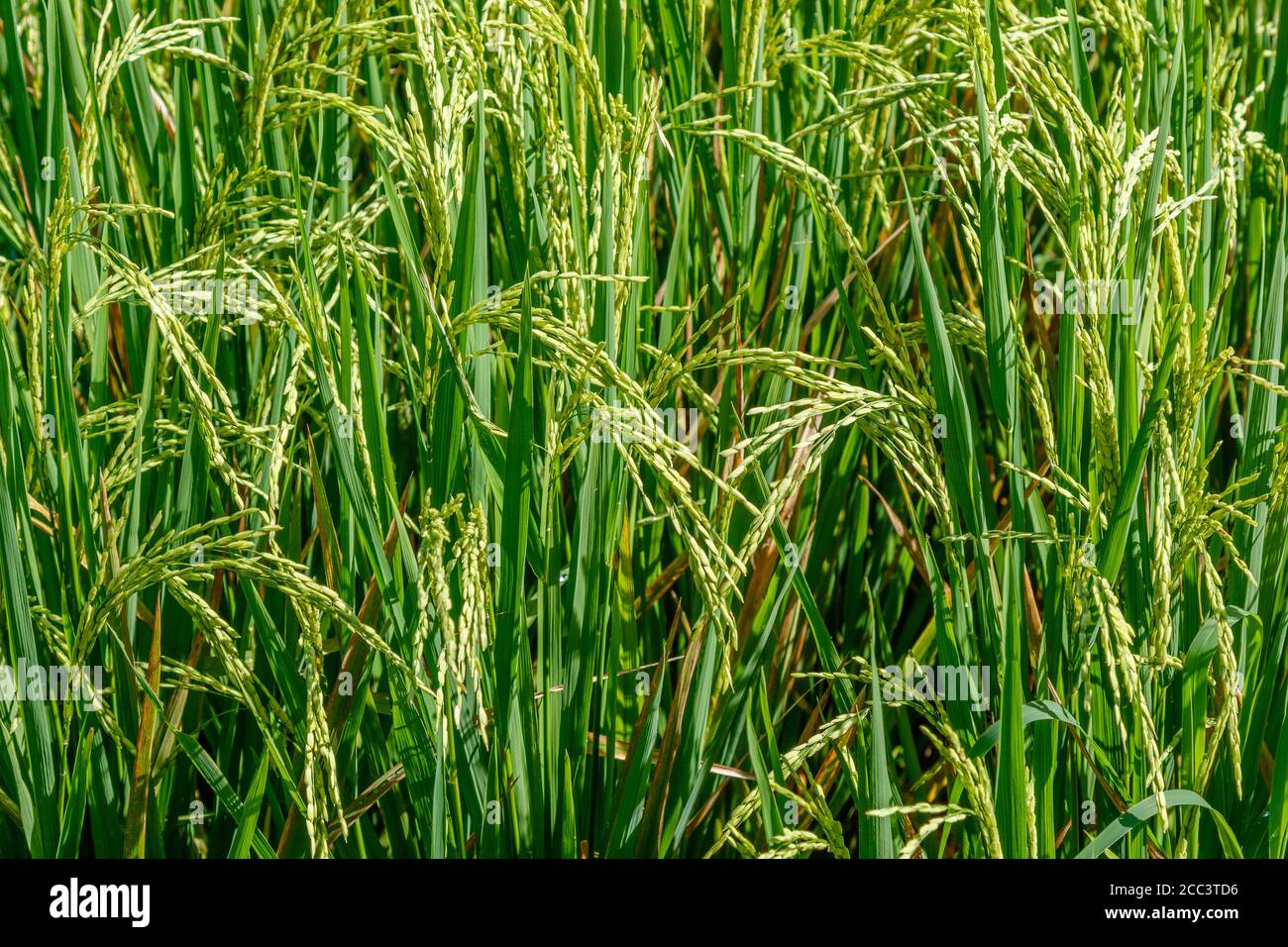 Rice field with ripe rice ready for harvesting. Bali Island, Indonesia ...