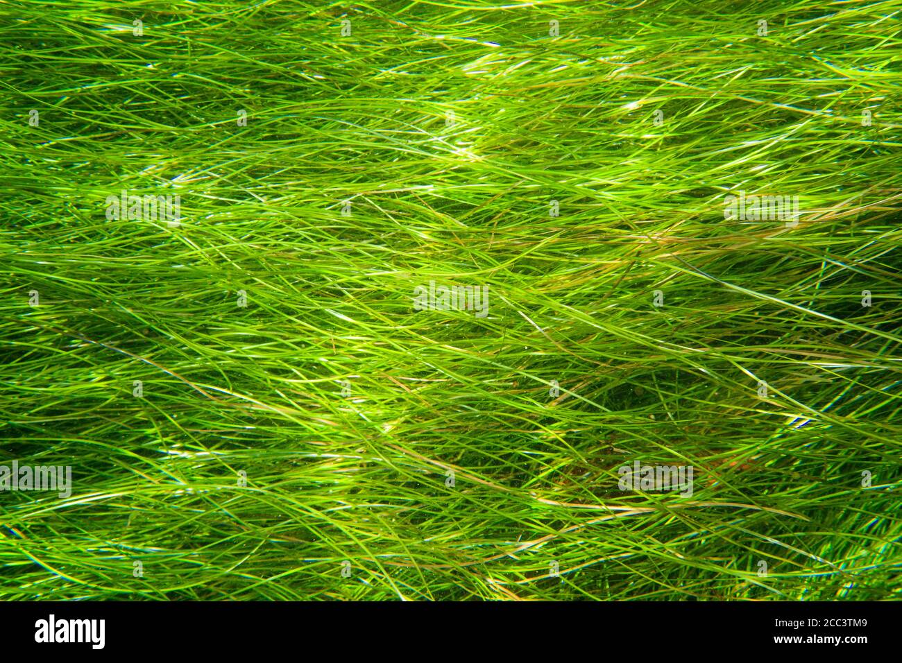 Blades of grass in current hi-res stock photography and images - Alamy