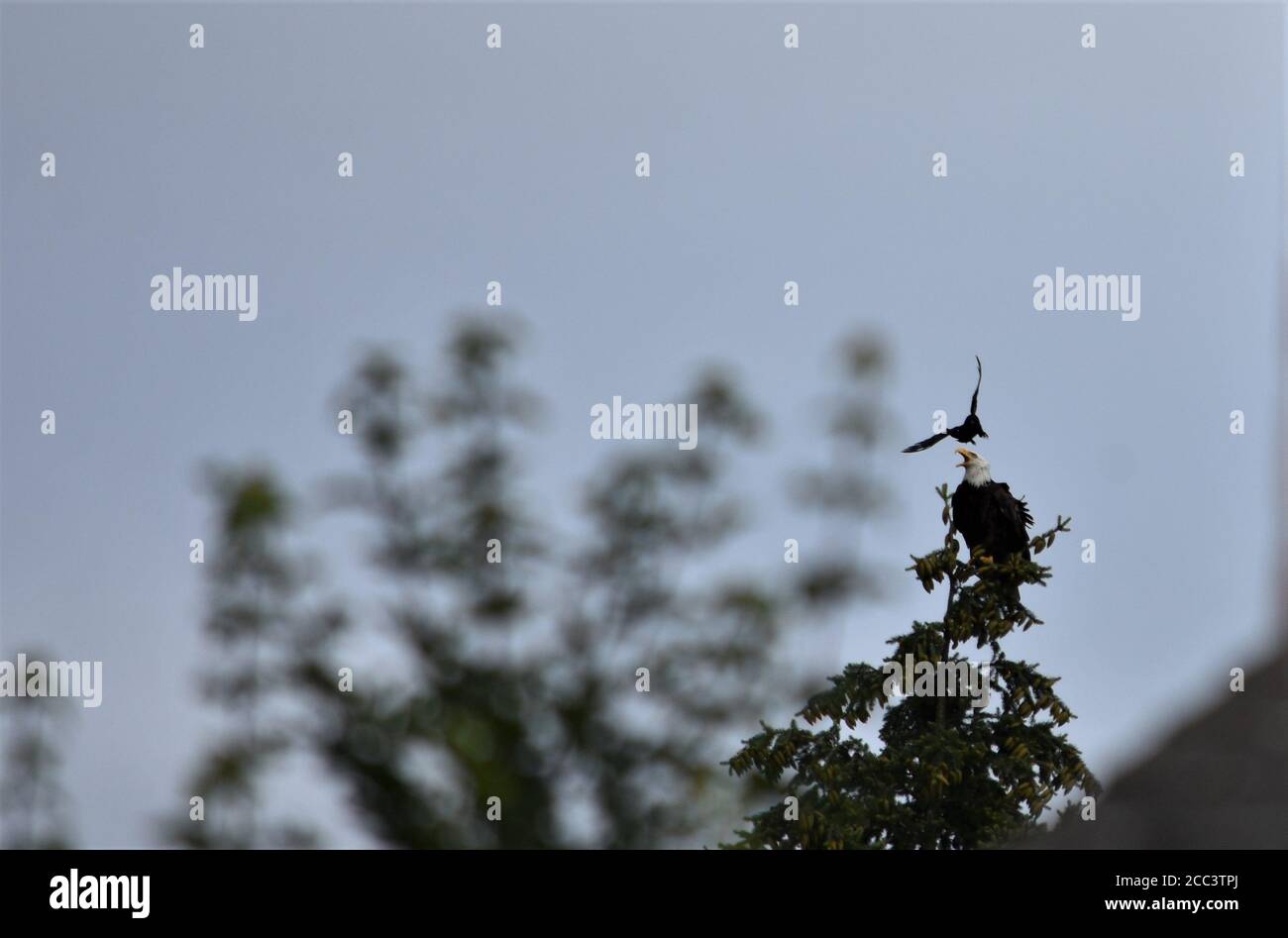 Eagle crows hi-res stock photography and images - Alamy