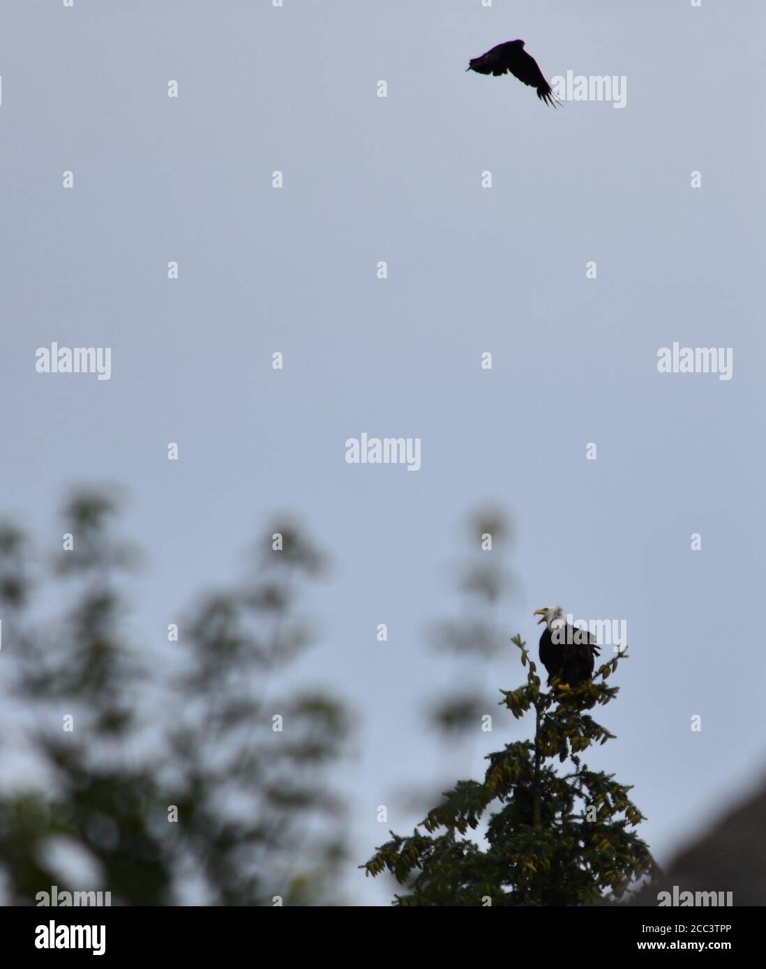 Bald eagle being attacked by crows Stock Photo - Alamy