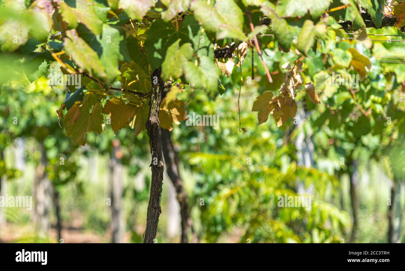 Vine, vite, vines, vines, vineyards or grapevines are denominations of ...