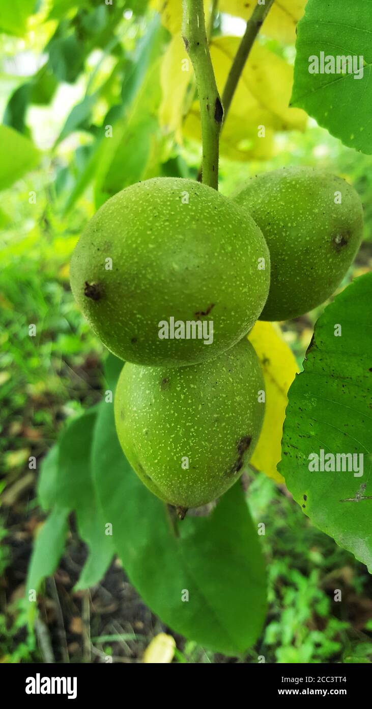 the fruit of the Manchurian nut on a background of green leaves close ...