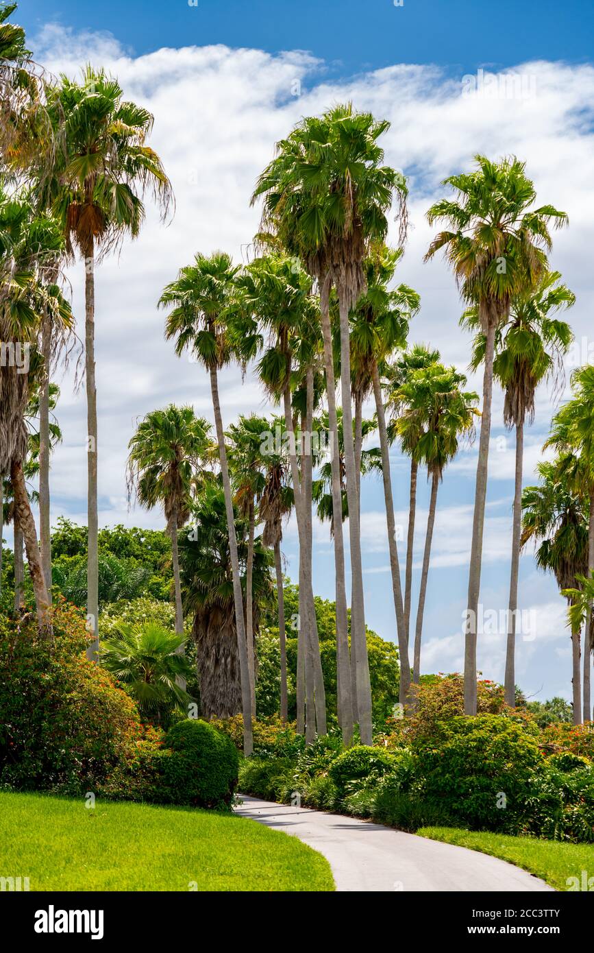 Pathway between palm trees in the park Stock Photo - Alamy