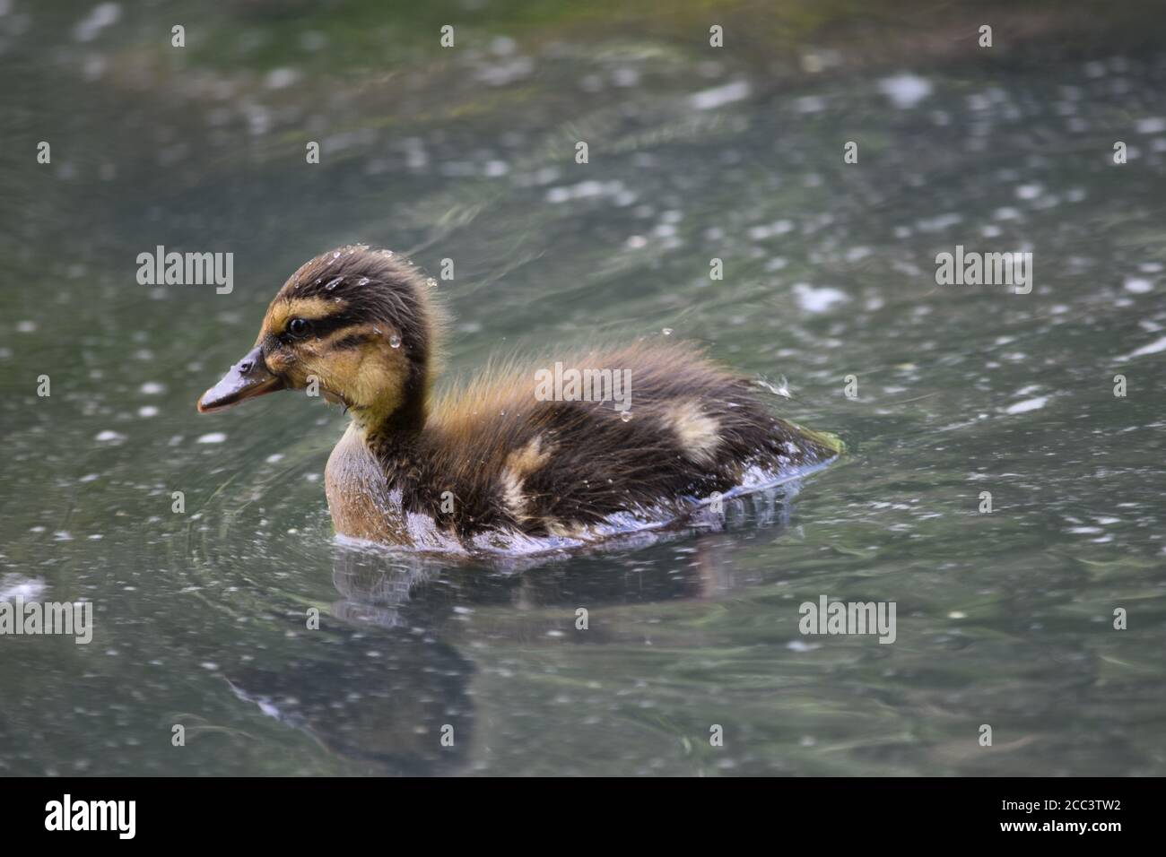 Cute mallard duckling Stock Photo - Alamy