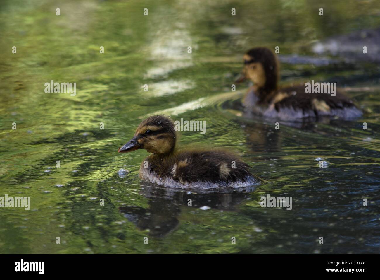 Cute mallard duckling Stock Photo - Alamy